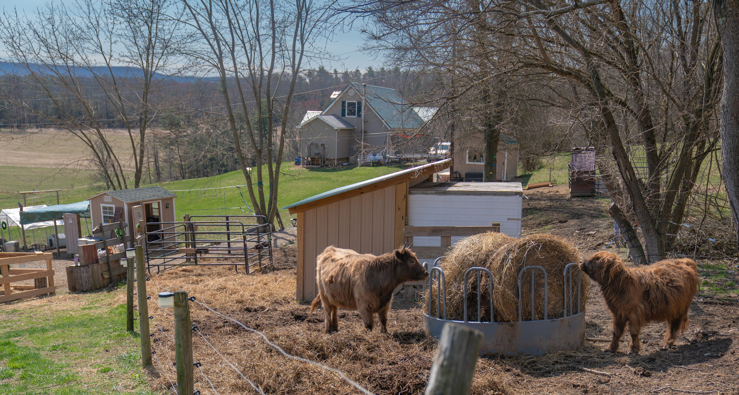 carl cow002 | News, Sports, Jobs - Williamsport Sun-Gazette